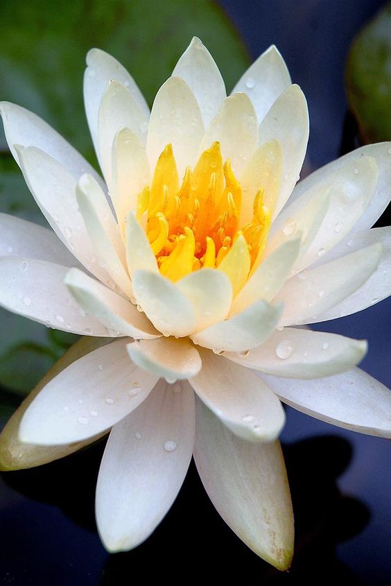 BENEFITS OF MARMA – Relax and Rejuvenate